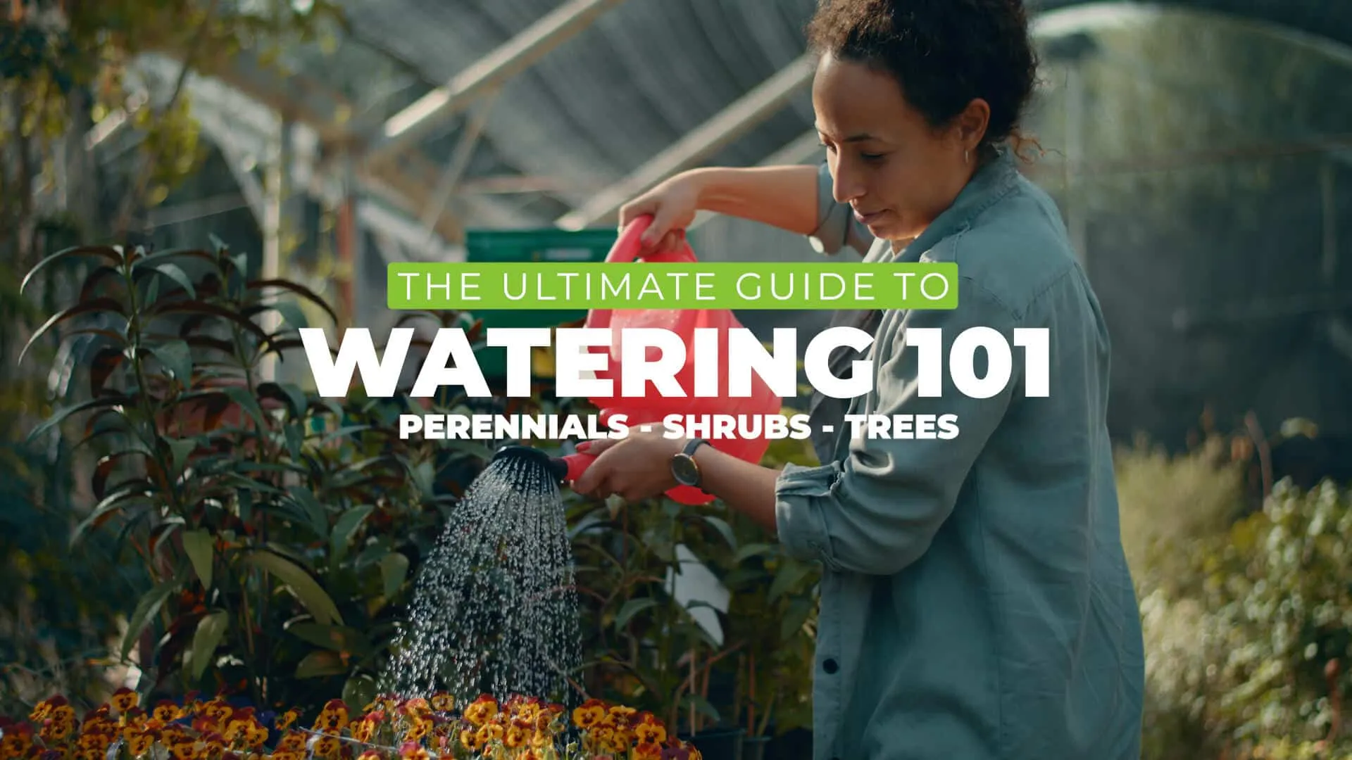 Watering Plants: The Ultimate Guide | Elevate Outdoor