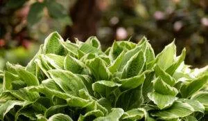 Watering Plants: The Ultimate Guide | Elevate Outdoor