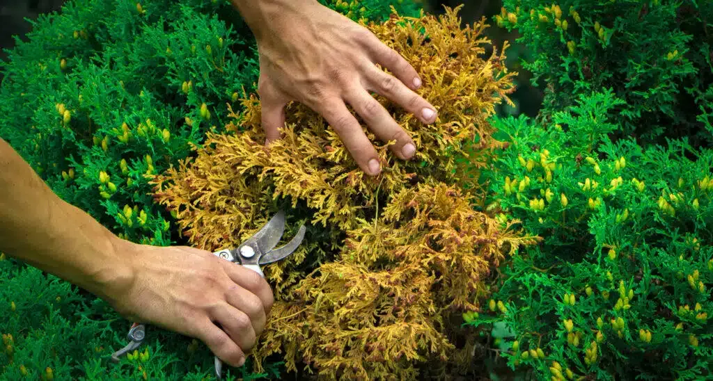 5 Best Tips on How to Prune Plants & Trees|Elevate Outdoor