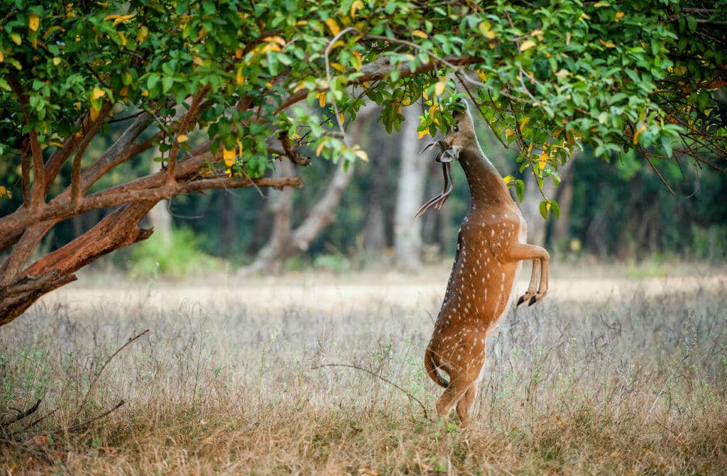 5 Quick and Easy Ways to Prevent Deer | Elevate Outdoor