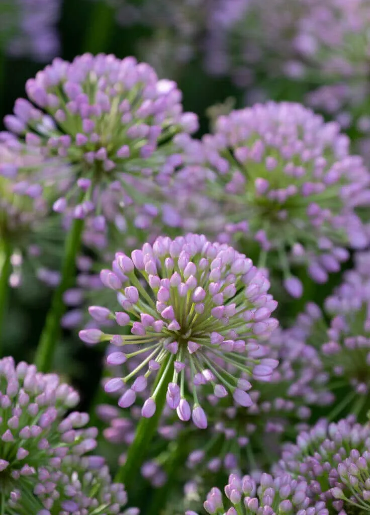 Top 5 Fall Bulbs to Plant for Spring Color | Elevate Outdoor