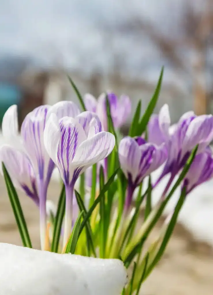 Top 5 Fall Bulbs to Plant for Spring Color | Elevate Outdoor