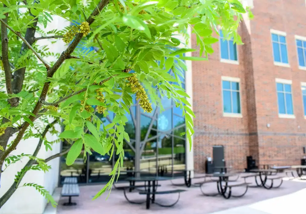 College & University Landscaping Best Practices and ROI | Elevate Outdoor